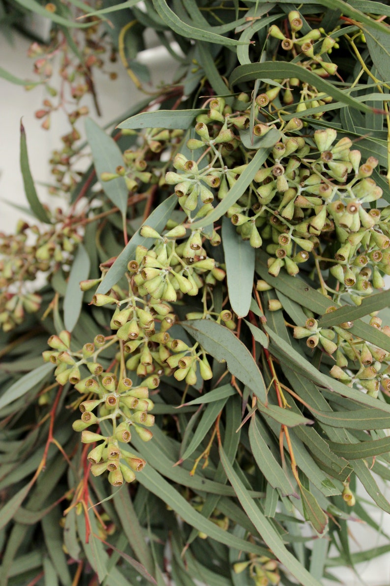 Fresh Handmade Willow Eucalyptus Seeded Eucalyptus Wreath - Etsy