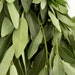 Fresh Cut Bay Leaf Herb Greens - 8 - 10 Stems / Bunch for Arrangement ...