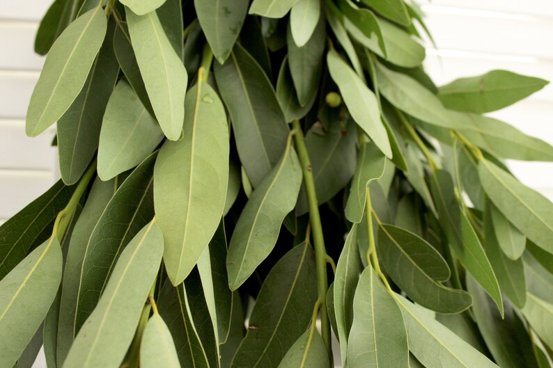Fresh Cut Bay Leaf Herb Greens - 8 - 10 Stems / Bunch for Arrangement ...