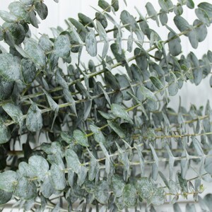 Fresh Eucalyptus (large) Bunch Baby Blue Eucalyptus Bundle for Relax ...