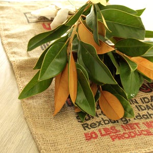 Fresh Magnolia Tips - Etsy