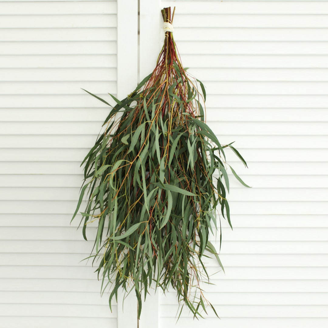 Fresh Living Eucalyptus (willow) 5-8 Stems Wedding Greenery Bouquet ...
