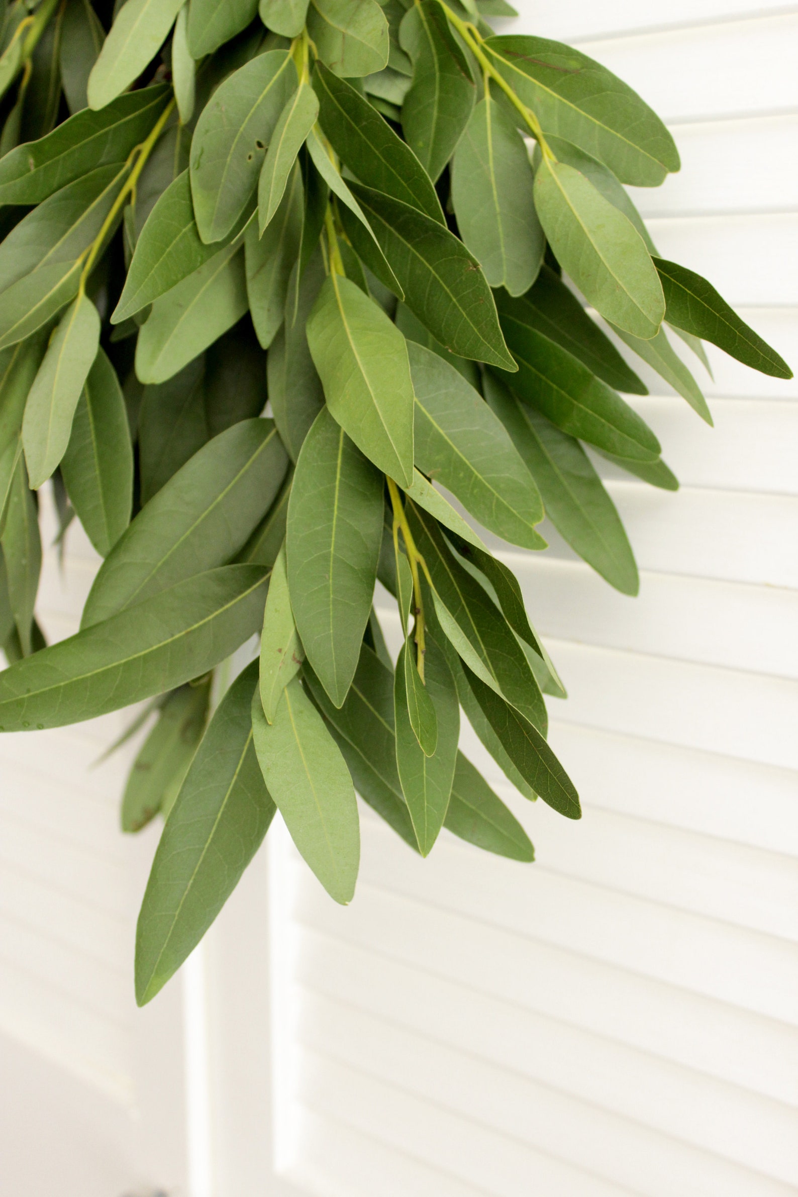 Fresh Cut Bay Leaf Herb Greens - 8 - 10 Stems / Bunch for Arrangement ...