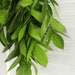 Fresh Cut Israeli Ruscus - 10 Stems - Etsy