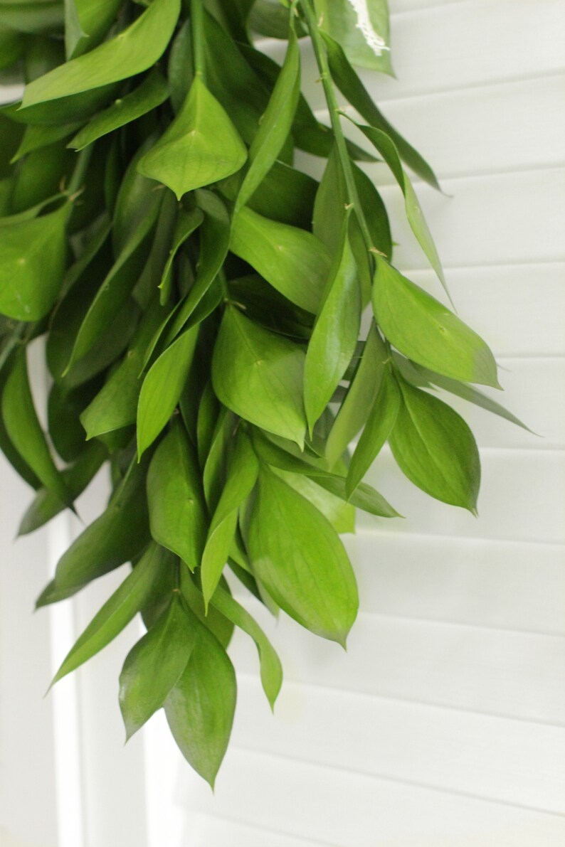 Fresh Cut Israeli Ruscus 10 Stems - Etsy