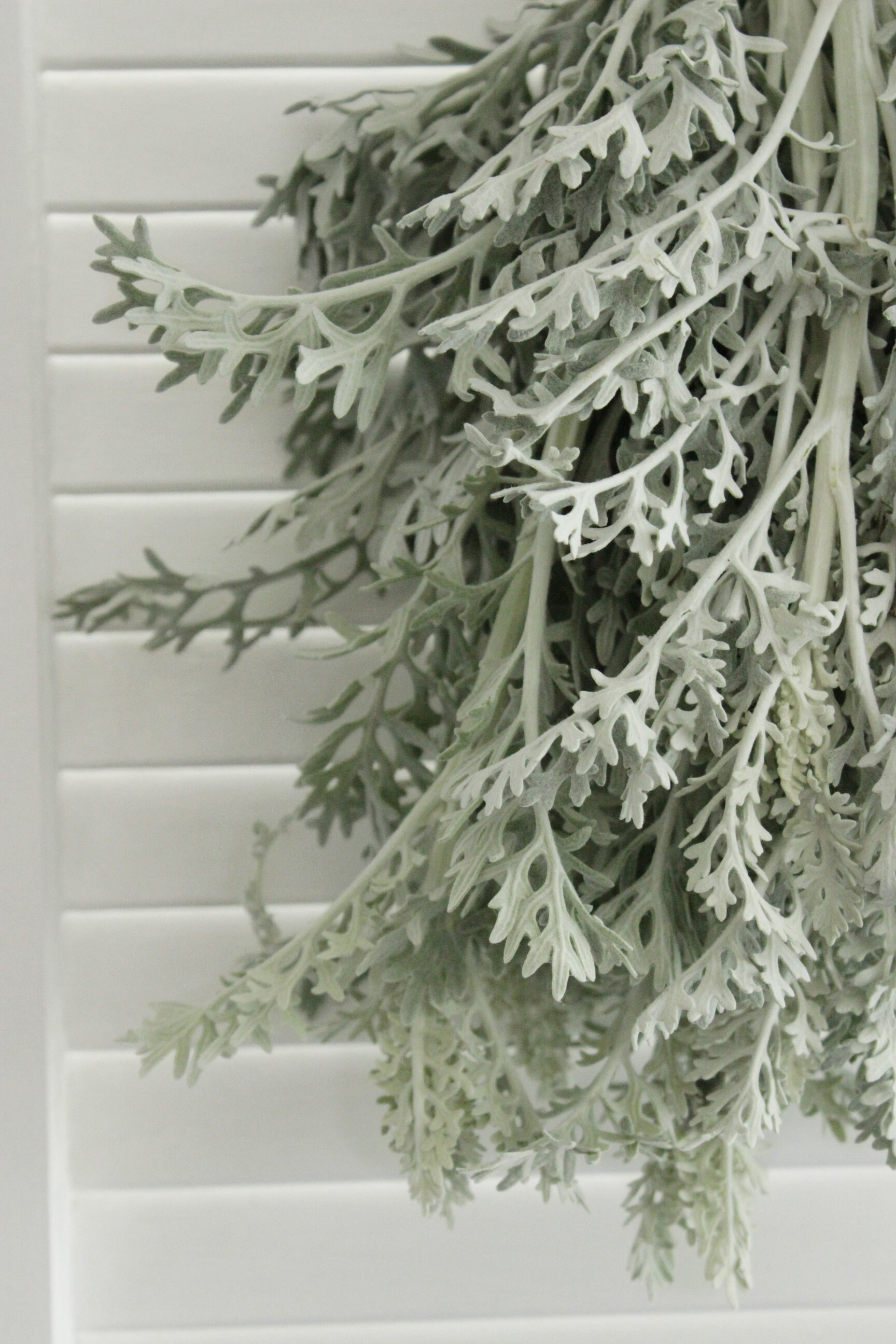Dusty Miller 10 Stem Bunch - Etsy