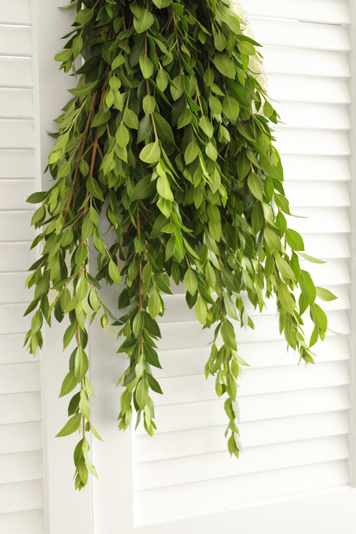 Fresh Cut Myrtle 20 Stems DIY Wedding Showers Event - Etsy