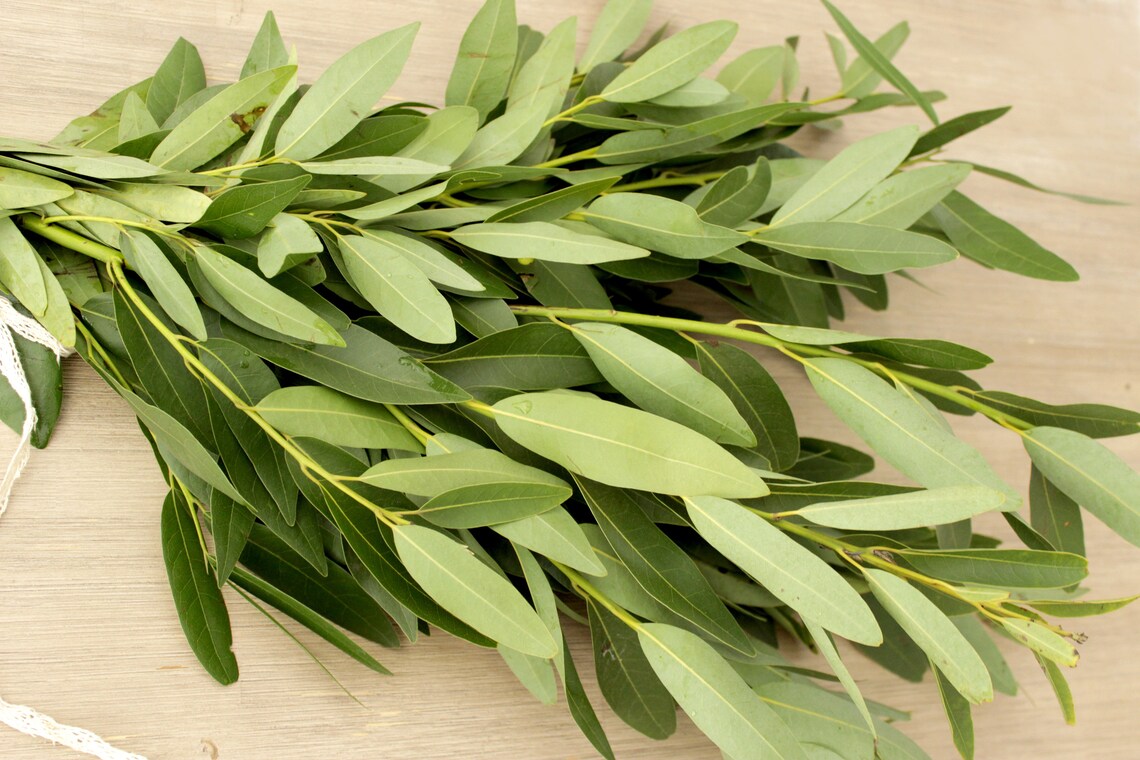 Fresh Cut Bay Leaf Herb Greens - 8 - 10 Stems / Bunch for Arrangement ...