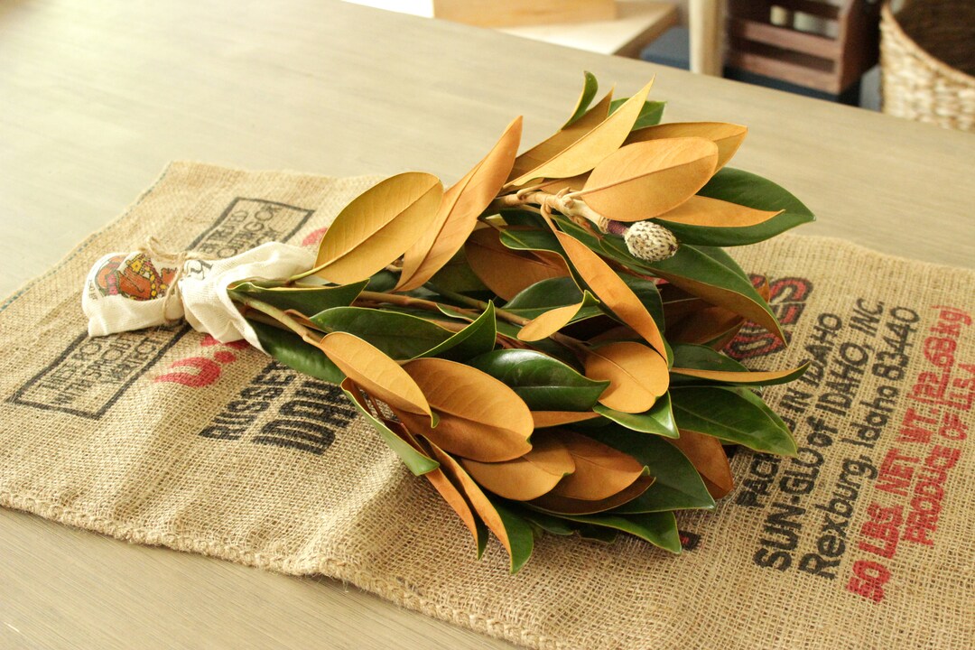 Fresh Magnolia Tips - Etsy