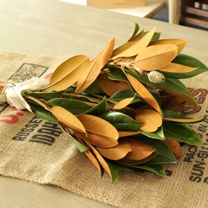 Fresh Magnolia Tips - Etsy