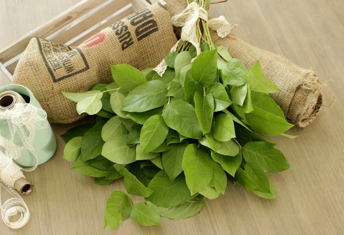 Fresh Lemon Leaf Salal 18-20 Stems for Wedding, Home Decor, Party Decor ...