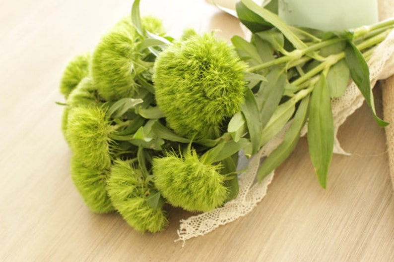Fresh Green Trick Dianthus Flower- 5 Stem Bunch - Etsy