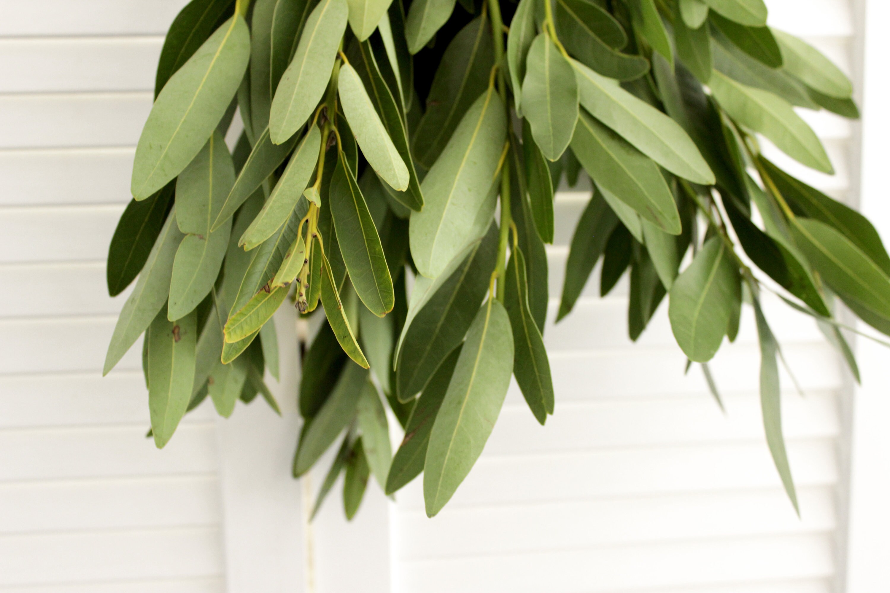 Fresh Cut Bay Leaf Herb Greens - 8 - 10 Stems / Bunch for Arrangement ...
