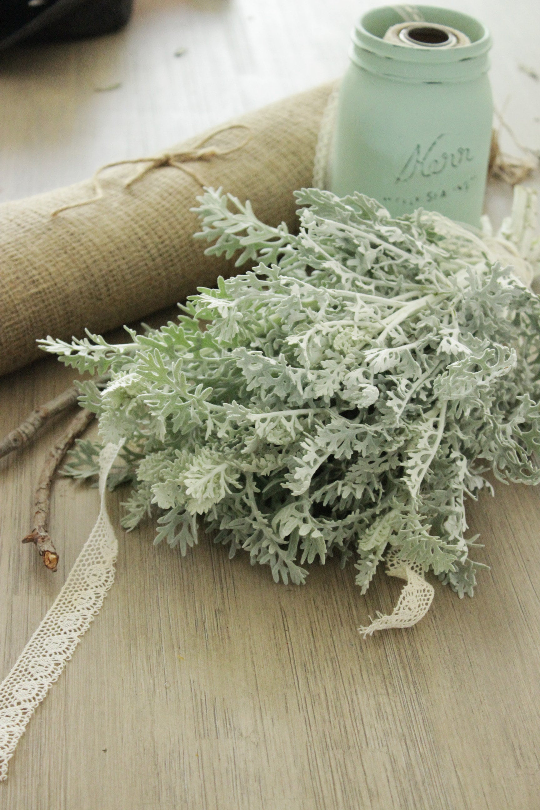 Dusty Miller- 10 Stem Bunch - Etsy