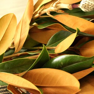 Fresh Magnolia Tips - Etsy