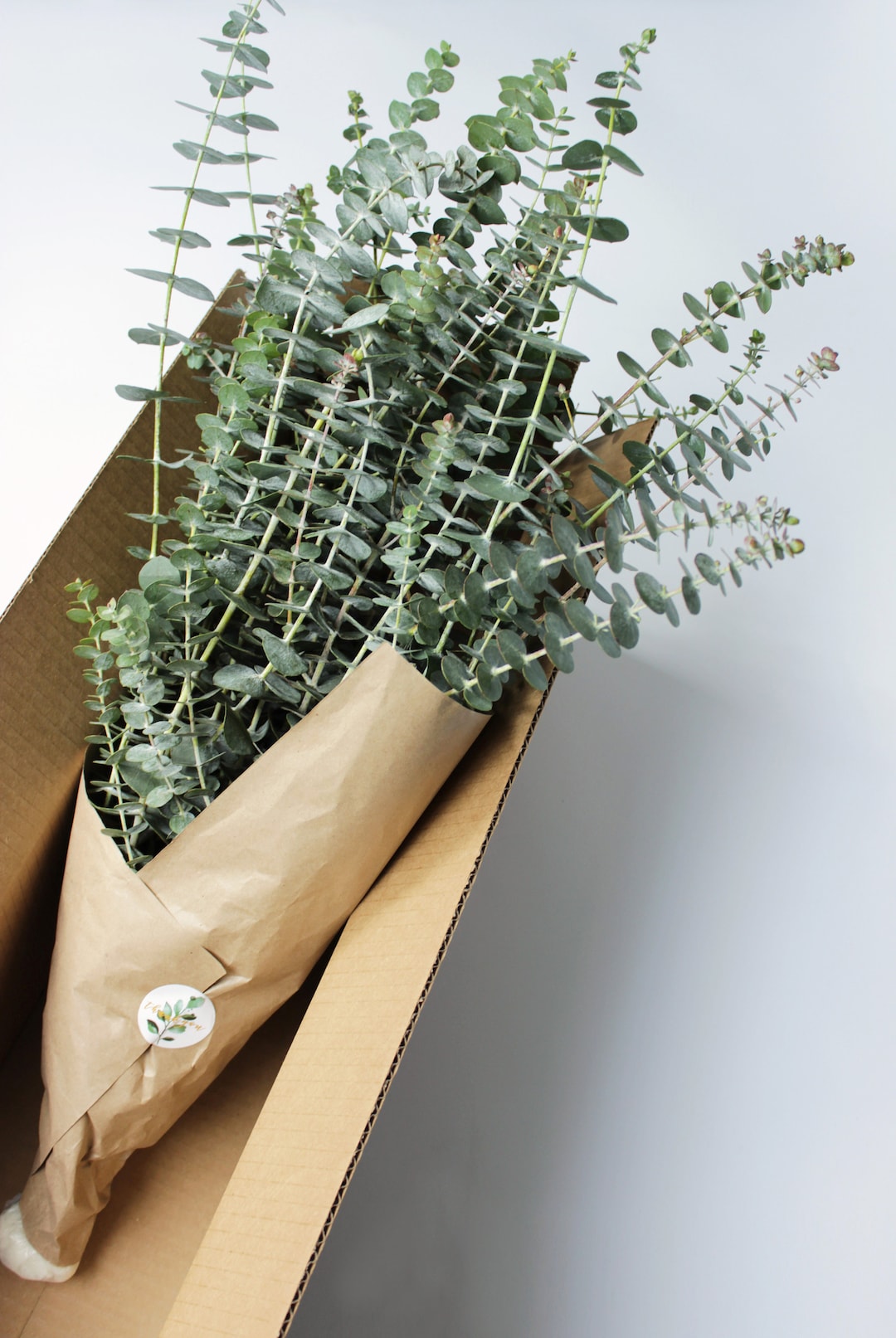 Fresh Living Eucalyptus Bunch Greenery Home Decor Wedding House Warming ...