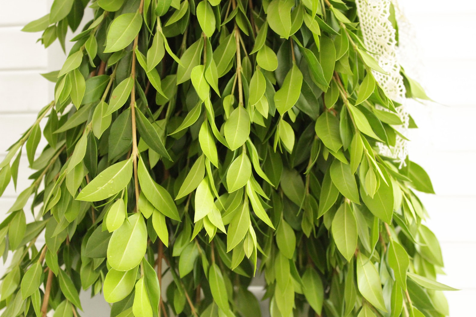 Fresh Cut Myrtle 20 Stems DIY Wedding Showers Event - Etsy