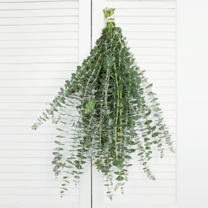 Fresh Eucalyptus (large) Bunch Baby Blue Eucalyptus Bundle for Relax ...