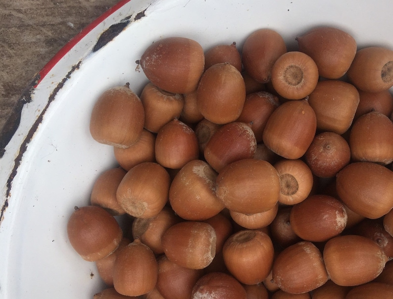 Acorns Without Caps - Etsy