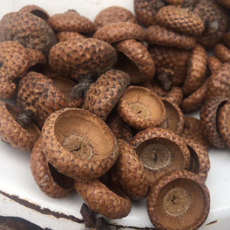 Acorn Caps - Etsy