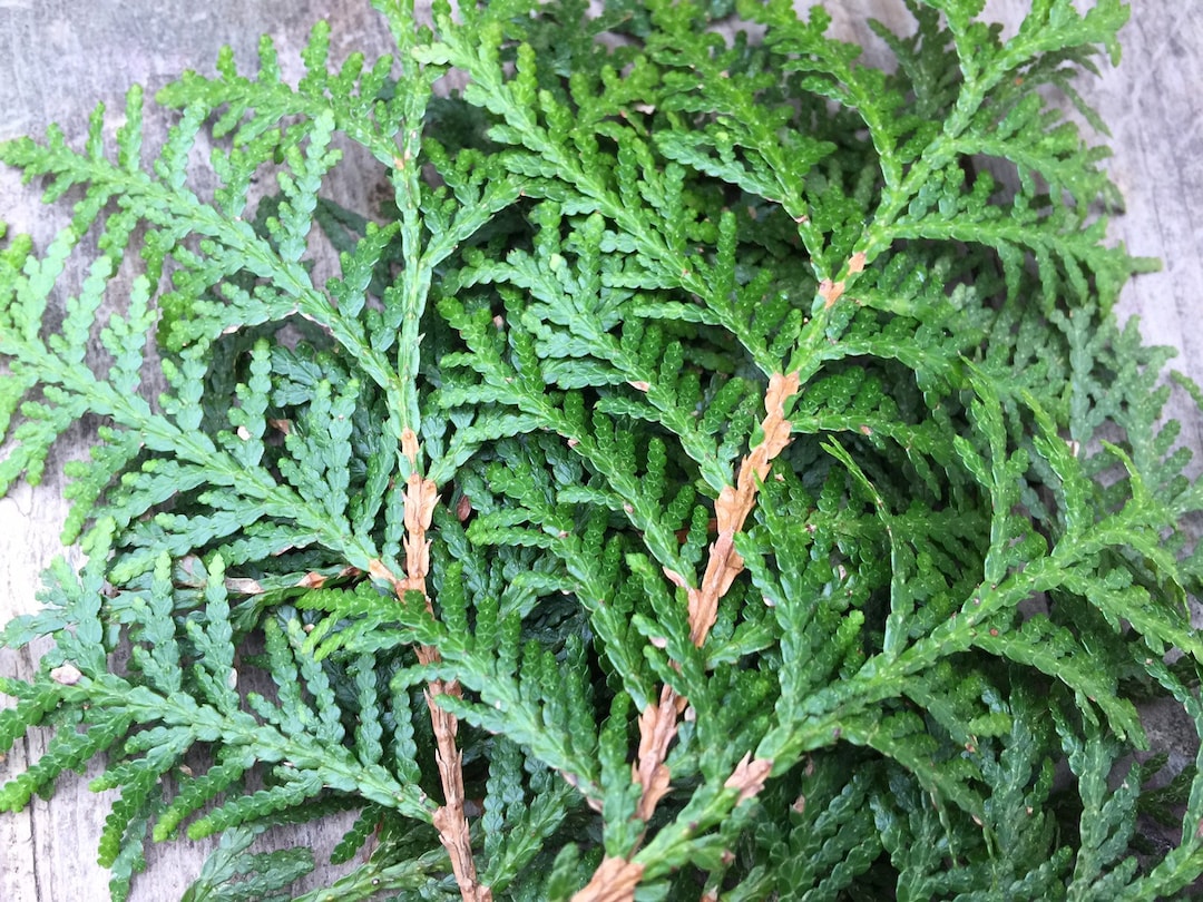 Fresh Northern Cedar Tips - Etsy