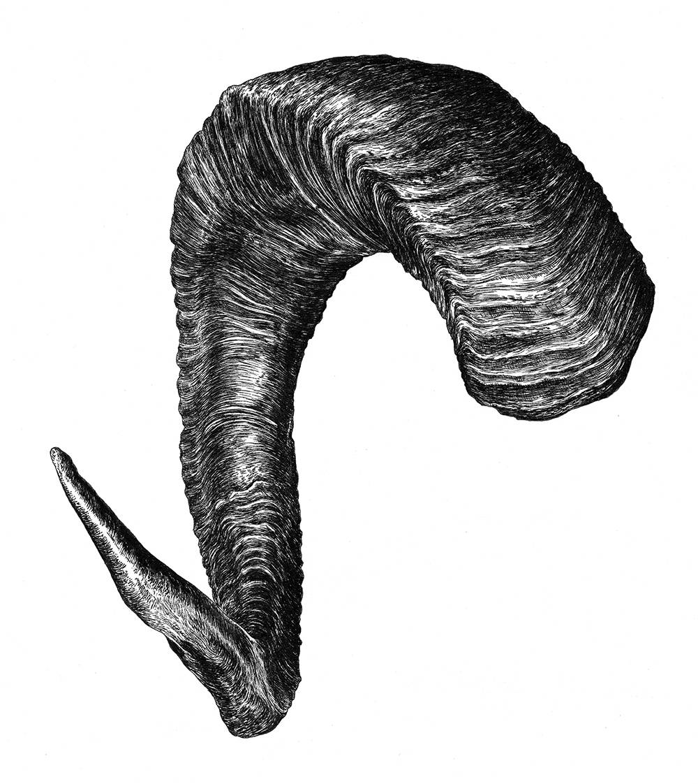Ram's Horns, Original Drawing, Pen & Ink on Archival Paper - Etsy