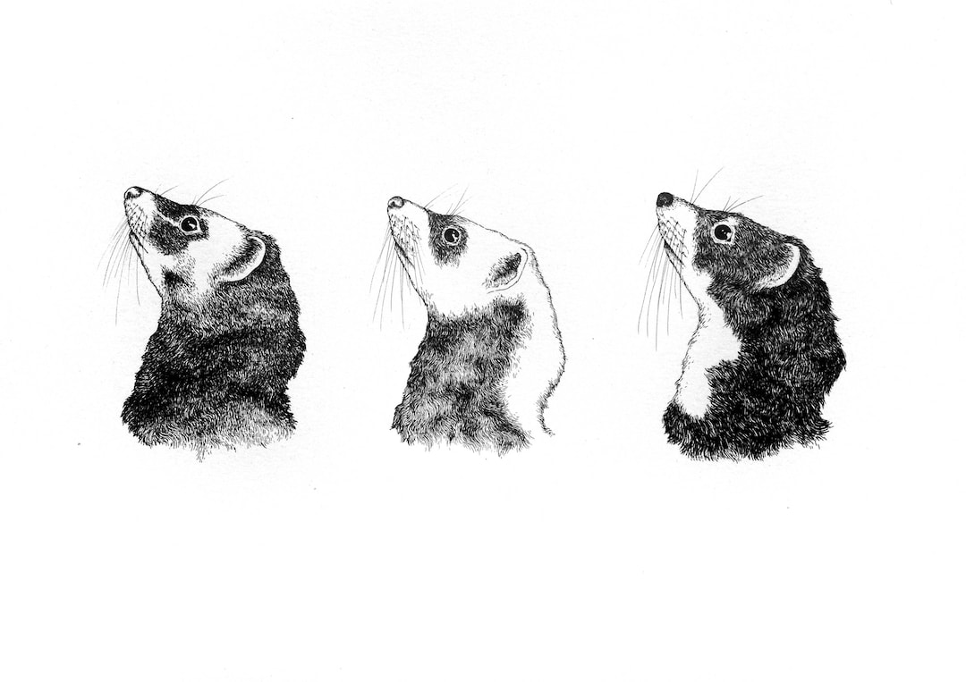 Ferret Profiles, Business of Ferrets Illustration, Pen & Ink Drawing ...