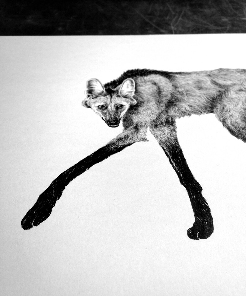 Maned Wolf, Pen & Ink Drawing, Illustration on Paper, 11x14" - Etsy