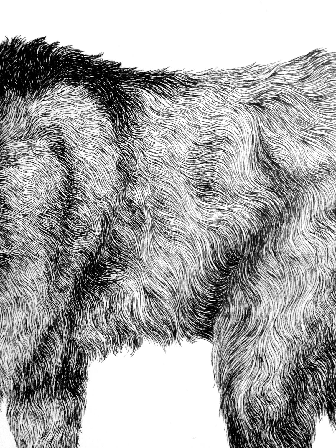 Maned Wolf, Pen & Ink Drawing, Illustration on Paper, 11x14" - Etsy