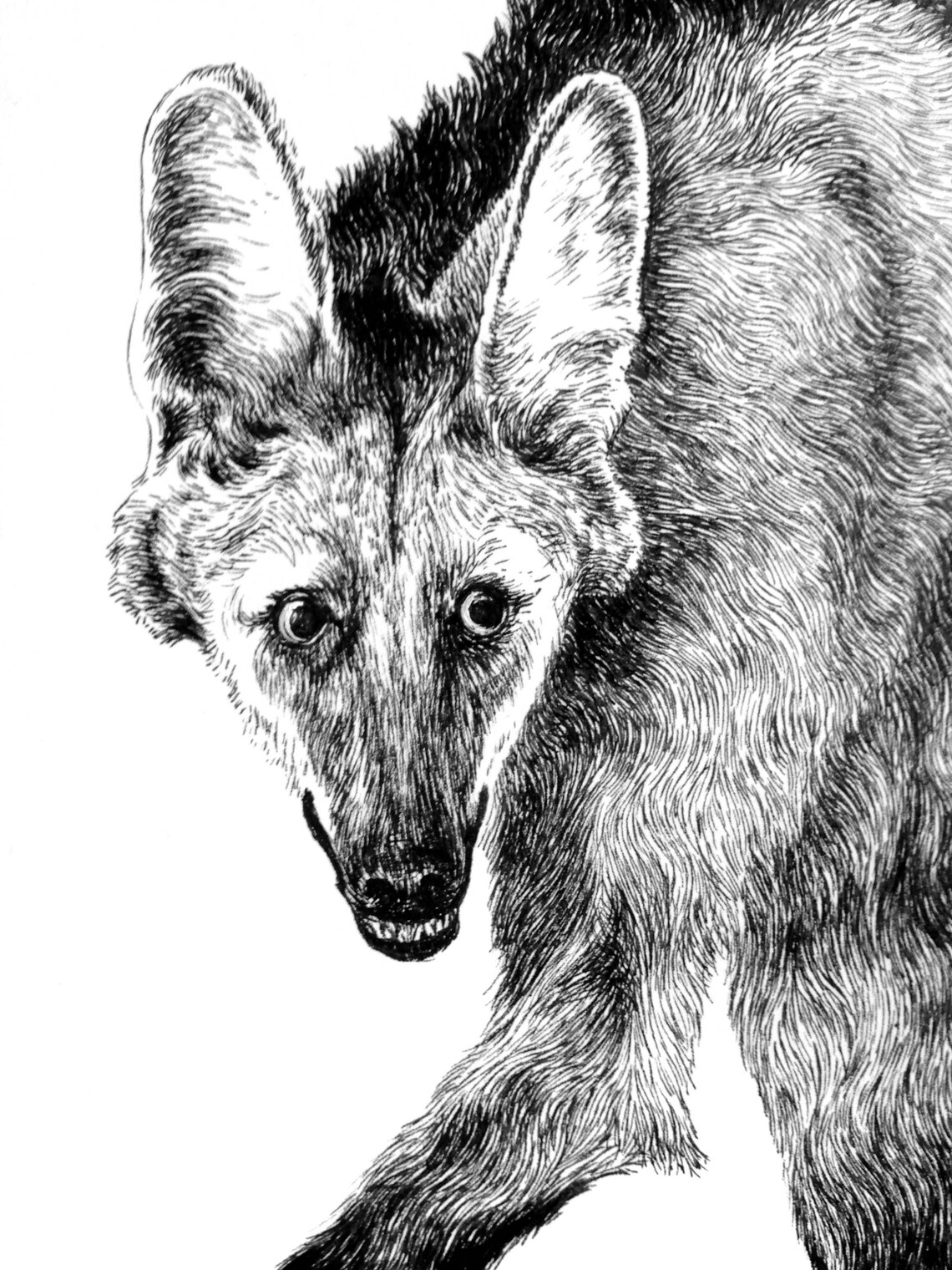 Maned Wolf, Pen & Ink Drawing, Illustration on Paper, 11x14" - Etsy