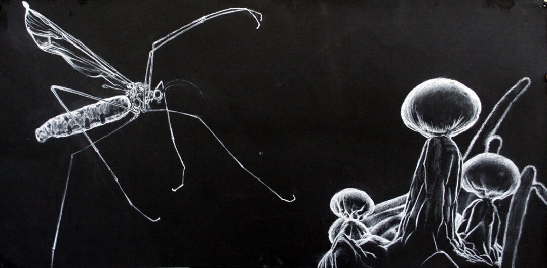 Crane Fly, White Charcoal on Black Paper Original Drawing, 24 1/4” X 12 ...