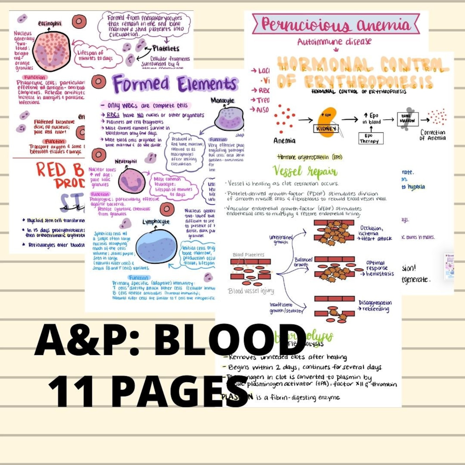 Anatomy Physiology Notes Cardiovascular System Blood Nursing Etsy anatomy-physiology-notes-cardiovascular-system-blood-nursing-etsy