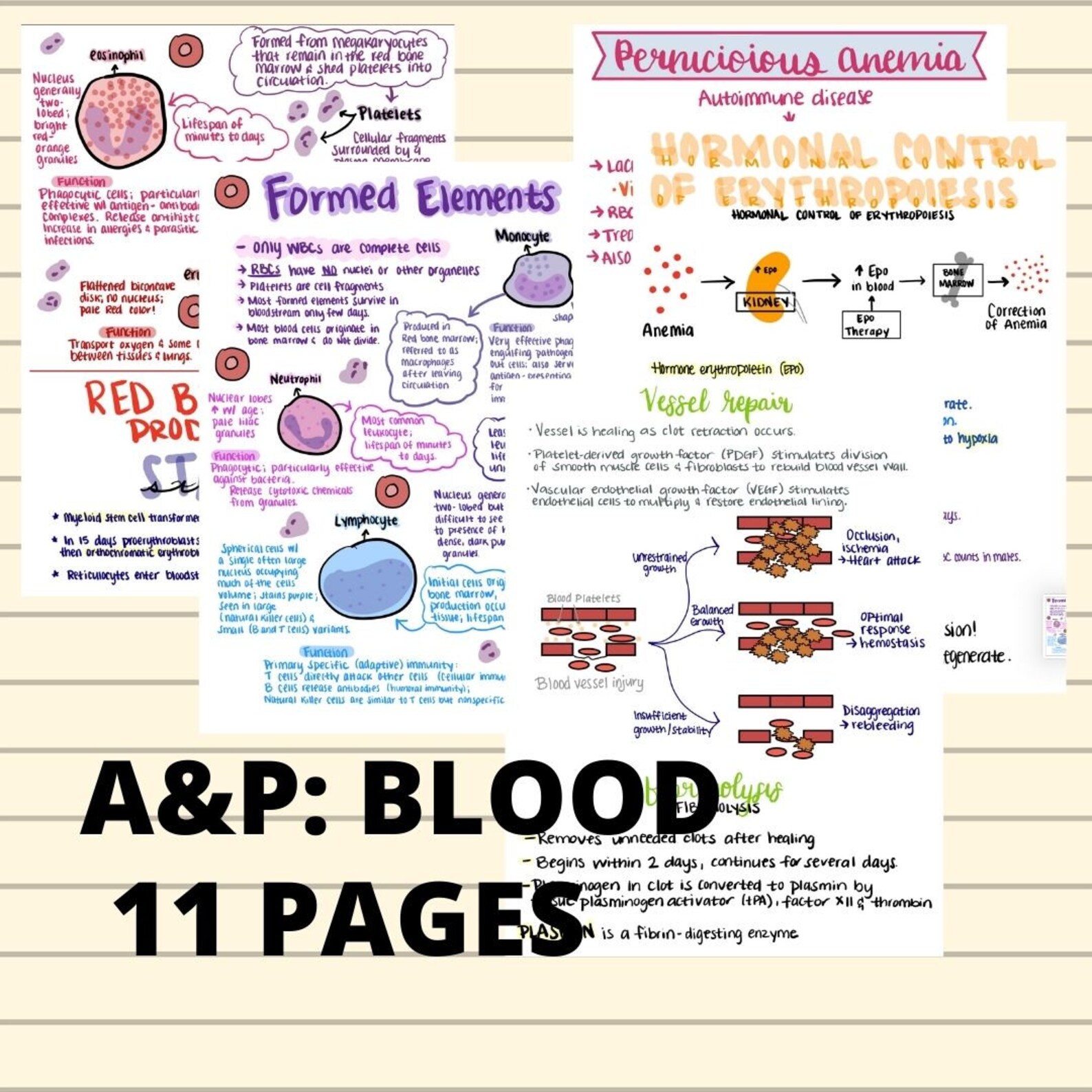 Anatomy Physiology Notes Cardiovascular System Blood Nursing Etsy