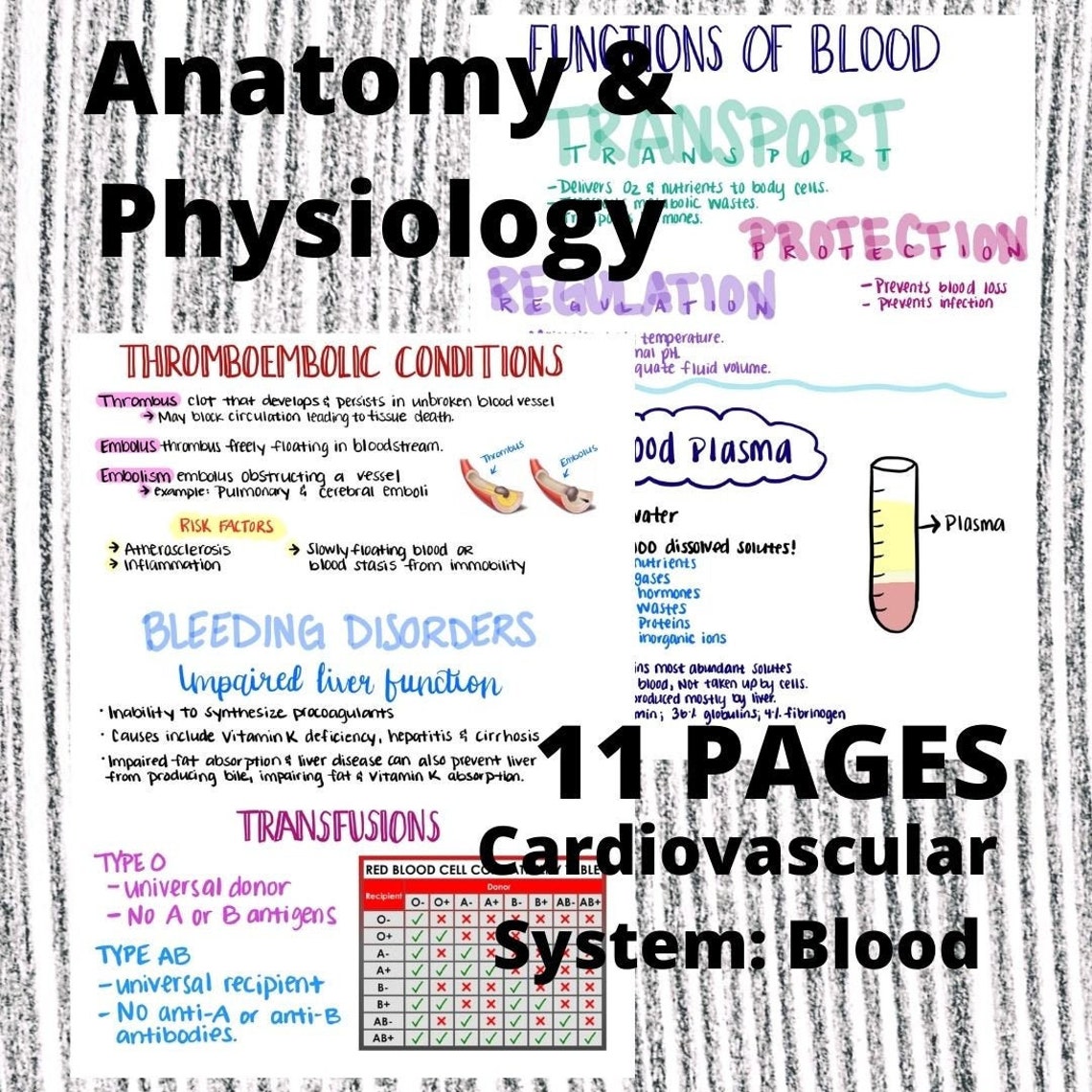 Anatomy & Physiology Notes Cardiovascular System Blood Nursing - Etsy Anatomy & Physiology Notes Cardiovascular System Blood Nursing - Etsy