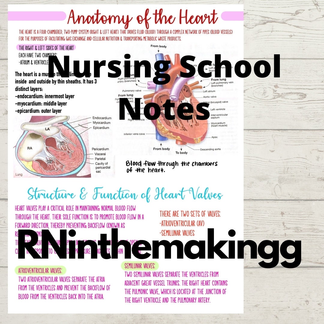Nursing Notes Anatomy of the Heart Structure Function of - Etsy Ireland