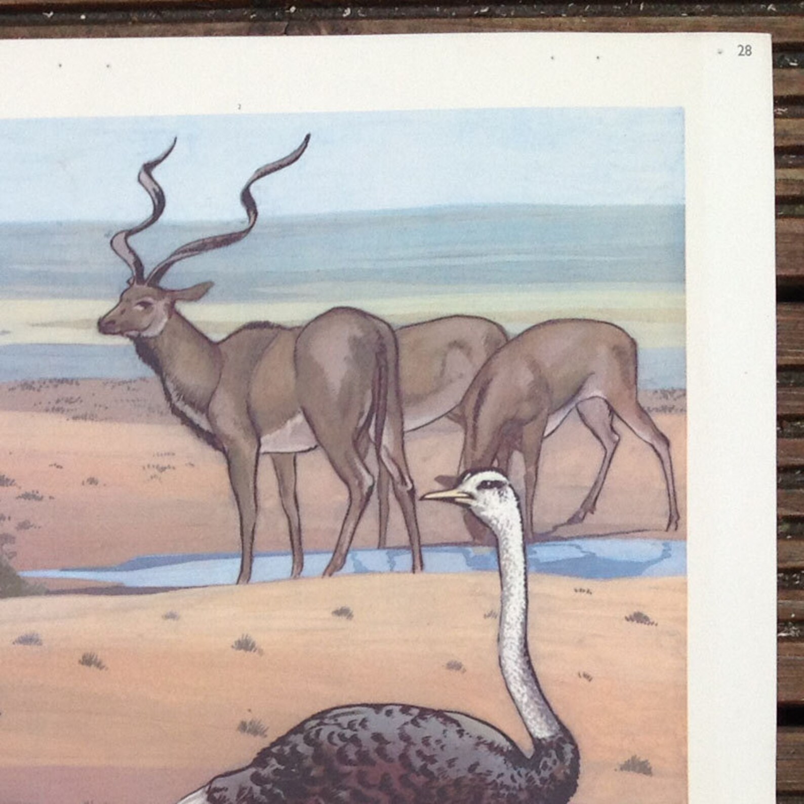 Vintage Macmillan School Poster Featuring Antelopes and - Etsy