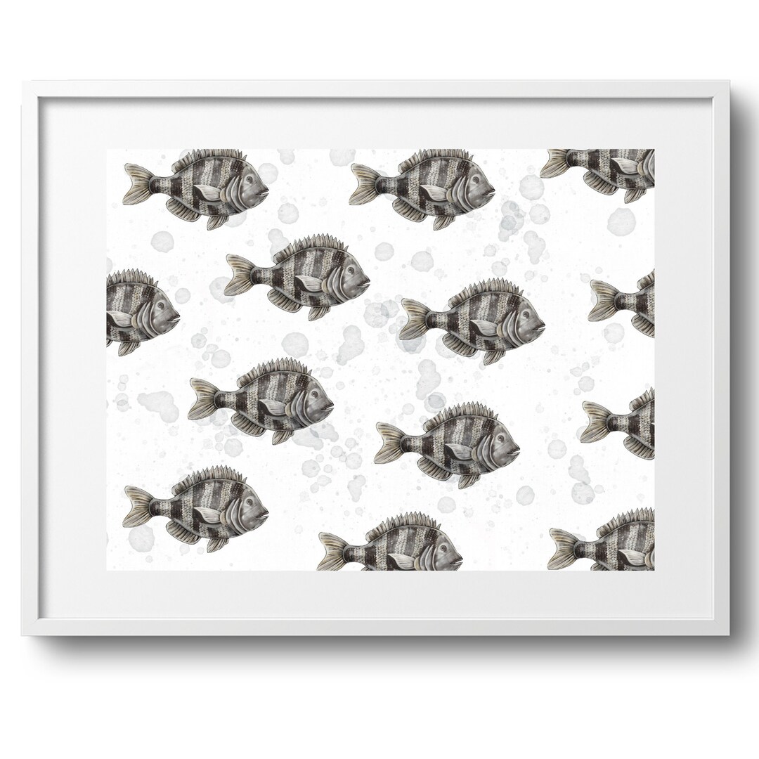 Sheepshead Sketch, Nautical Fish Fine Art Decor on Paper, Canvas, or ...