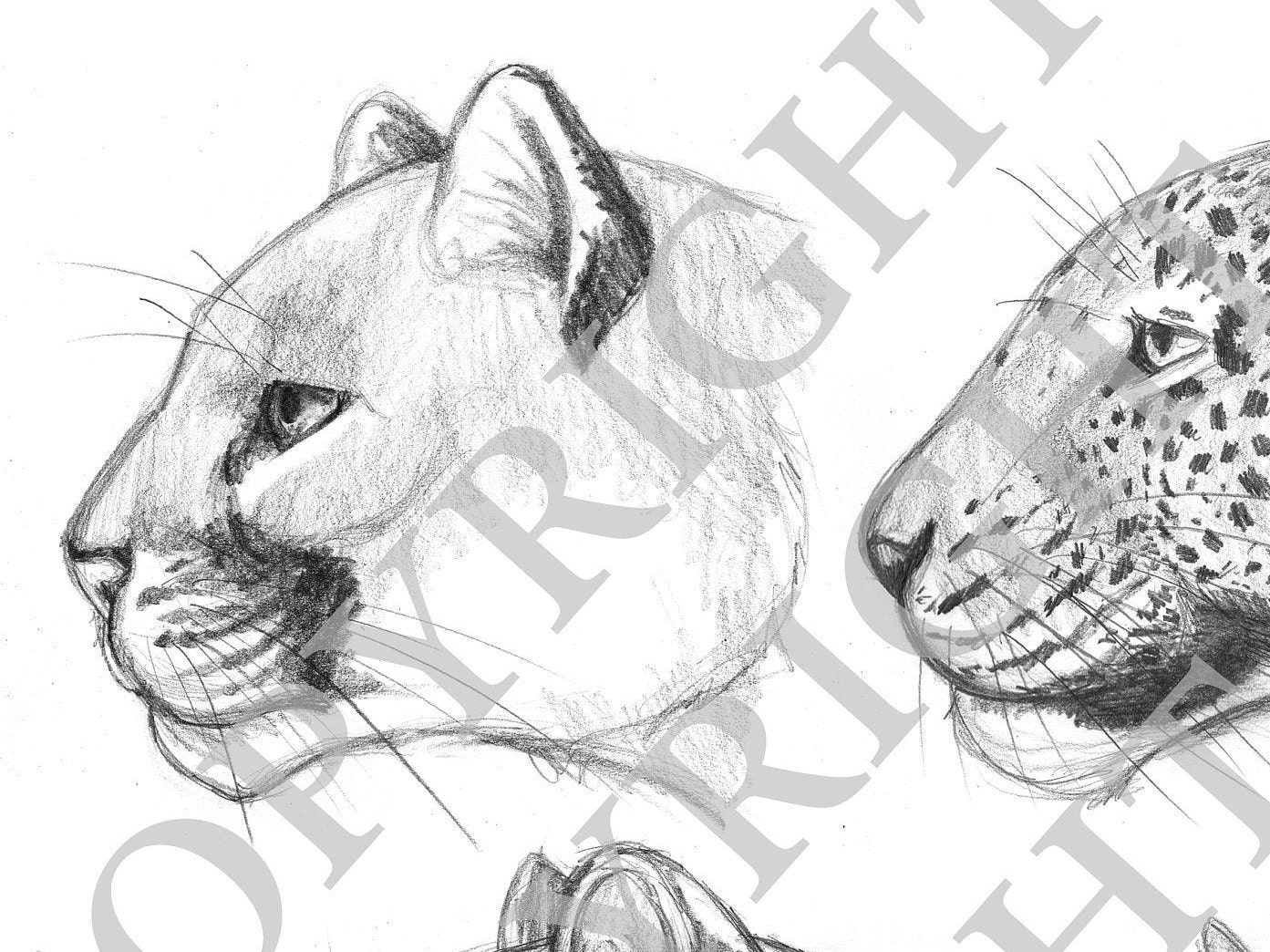 Artist Reference Sheet Download: Feline Faces - Etsy