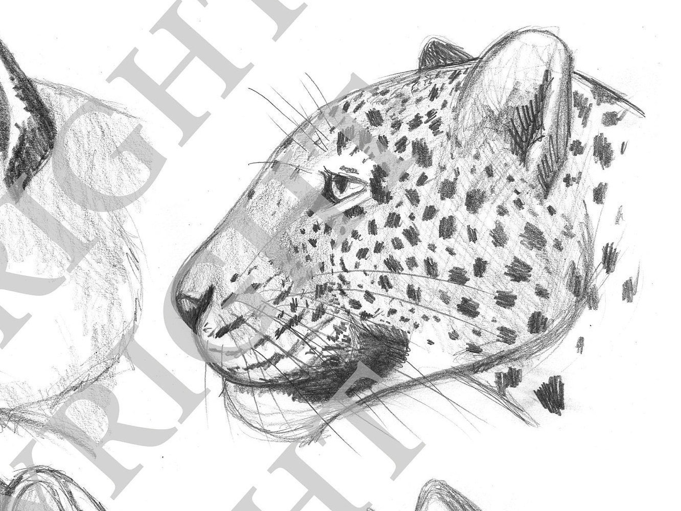 Artist Reference Sheet Download: Feline Faces - Etsy