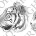 Artist Reference Sheet Download: Feline Faces - Etsy