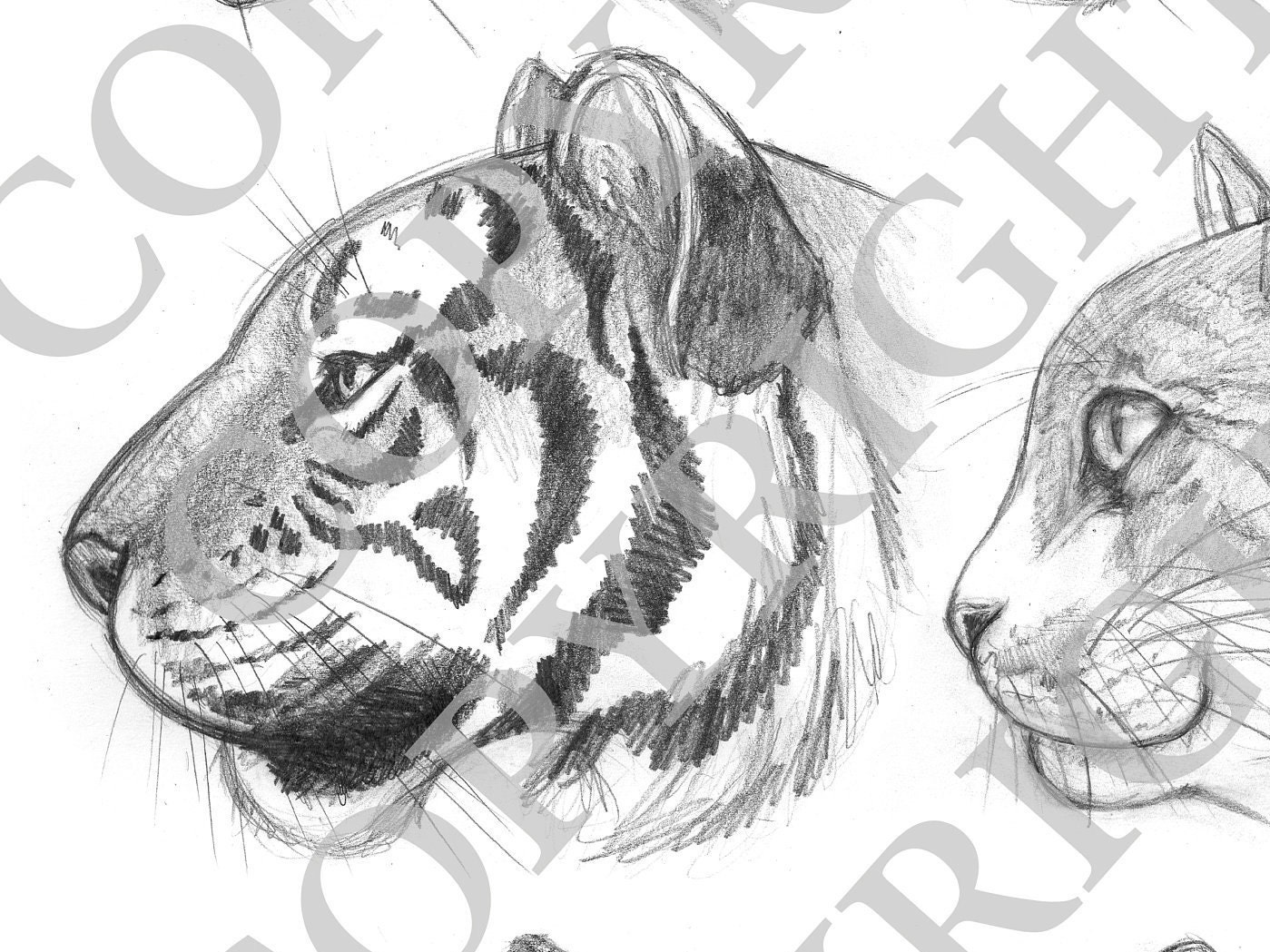 Artist Reference Sheet Download: Feline Faces - Etsy