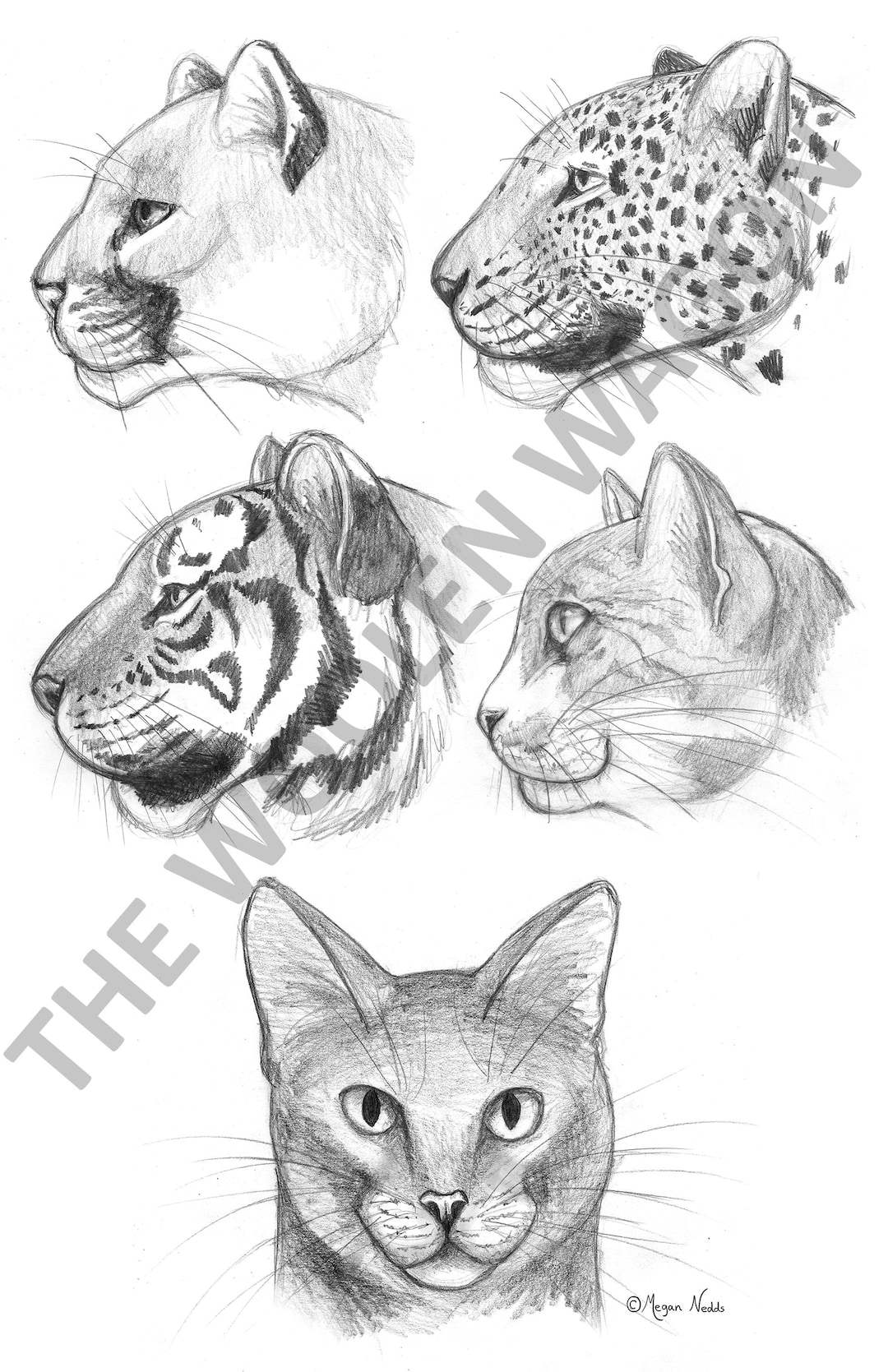 Artist Reference Sheet Download: Feline Faces - Etsy