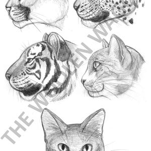 Artist Reference Sheet Download: Feline Faces - Etsy