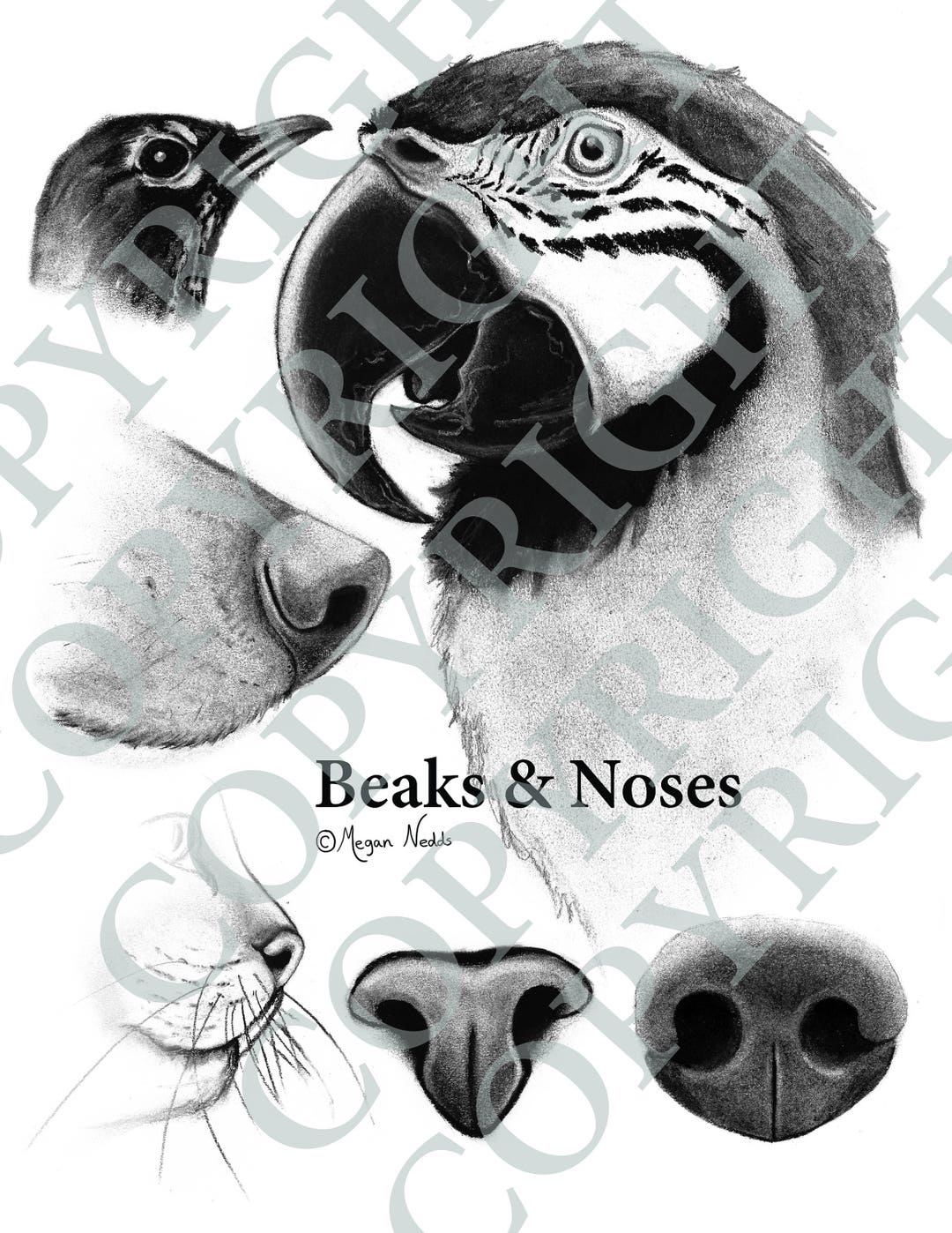 Artist Reference Sheet Download: Beaks and Noses - Etsy