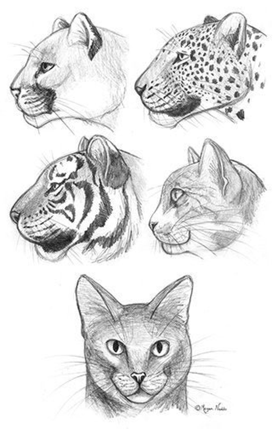 Artist Reference Sheet Download: Feline Faces - Etsy