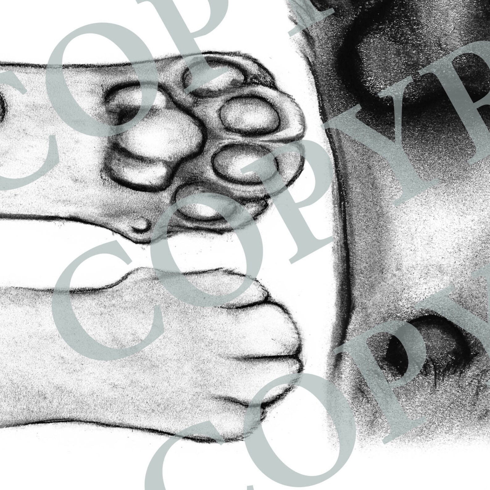 Artist Reference Sheet Download: Paws and Pads | Etsy