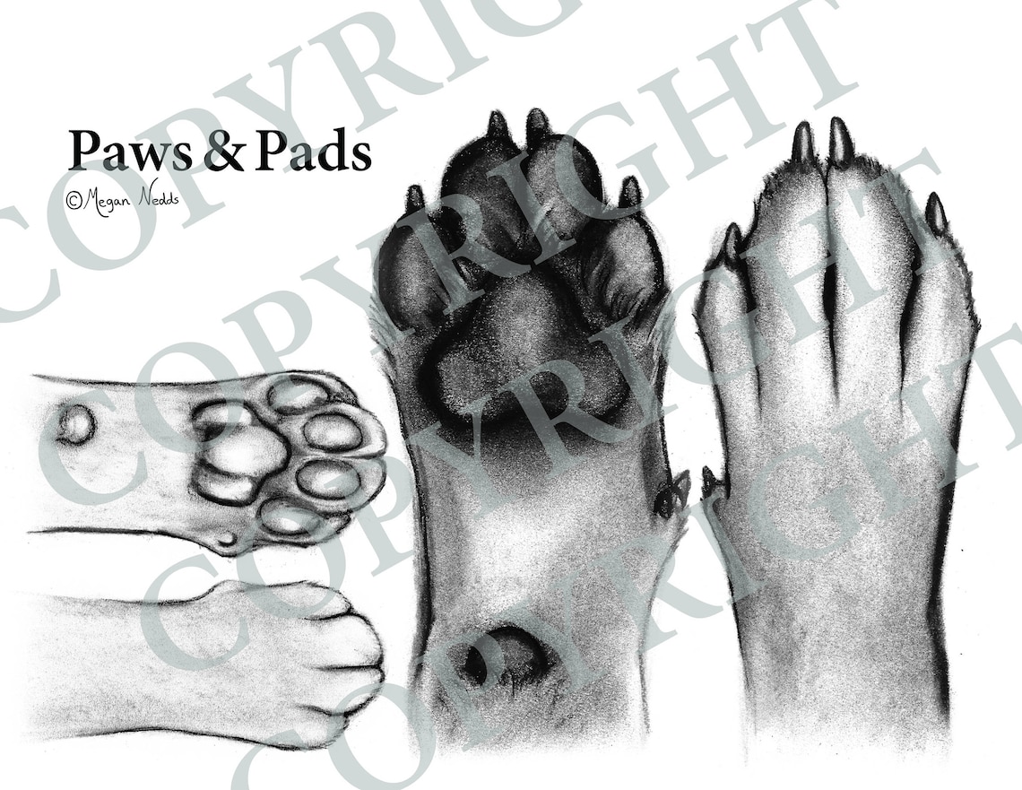 Artist Reference Sheet Download: Paws and Pads - Etsy