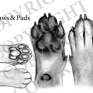 Artist Reference Sheet Download: Paws and Pads - Etsy