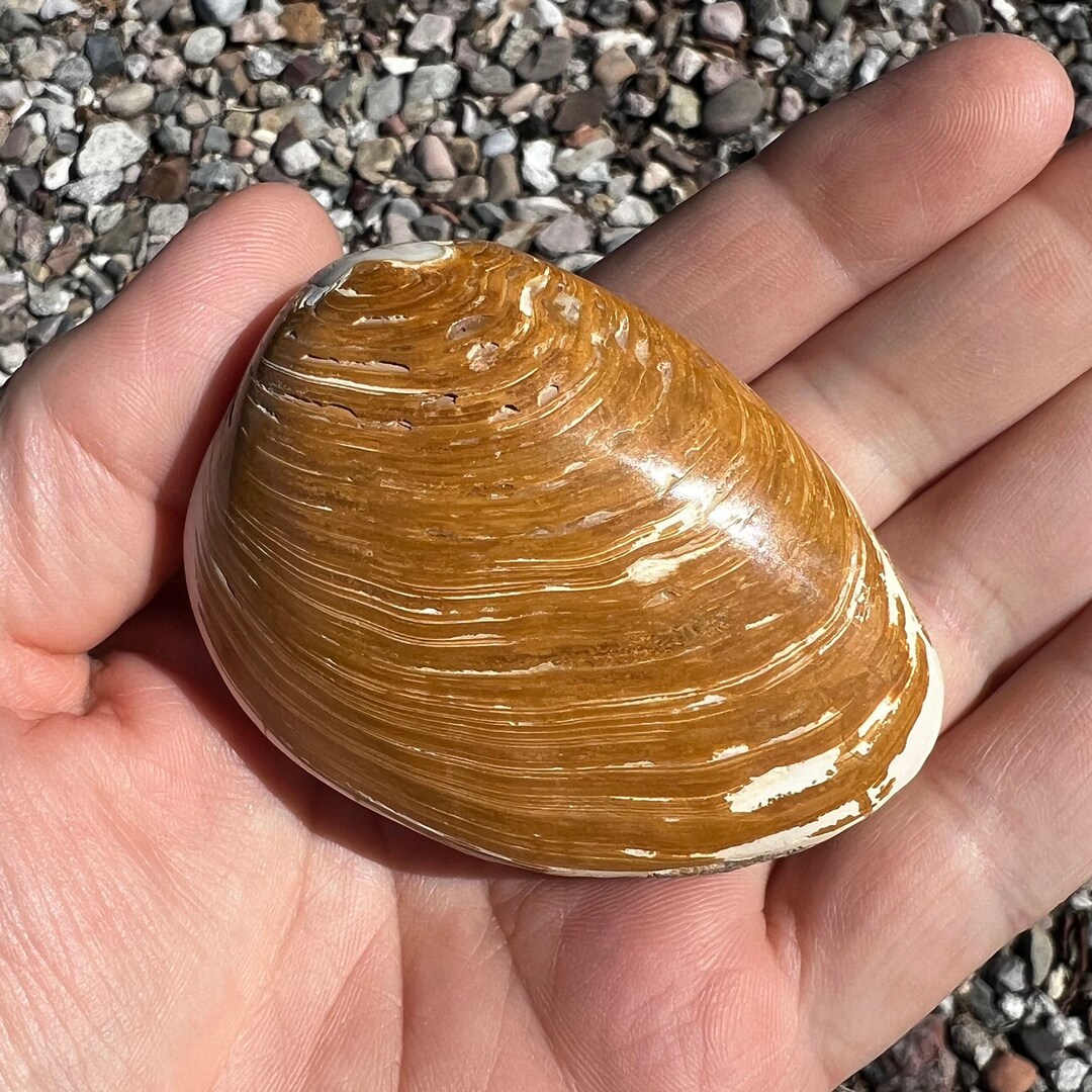 Bi Valve Mollusk Oyster Clam Fossil - Etsy