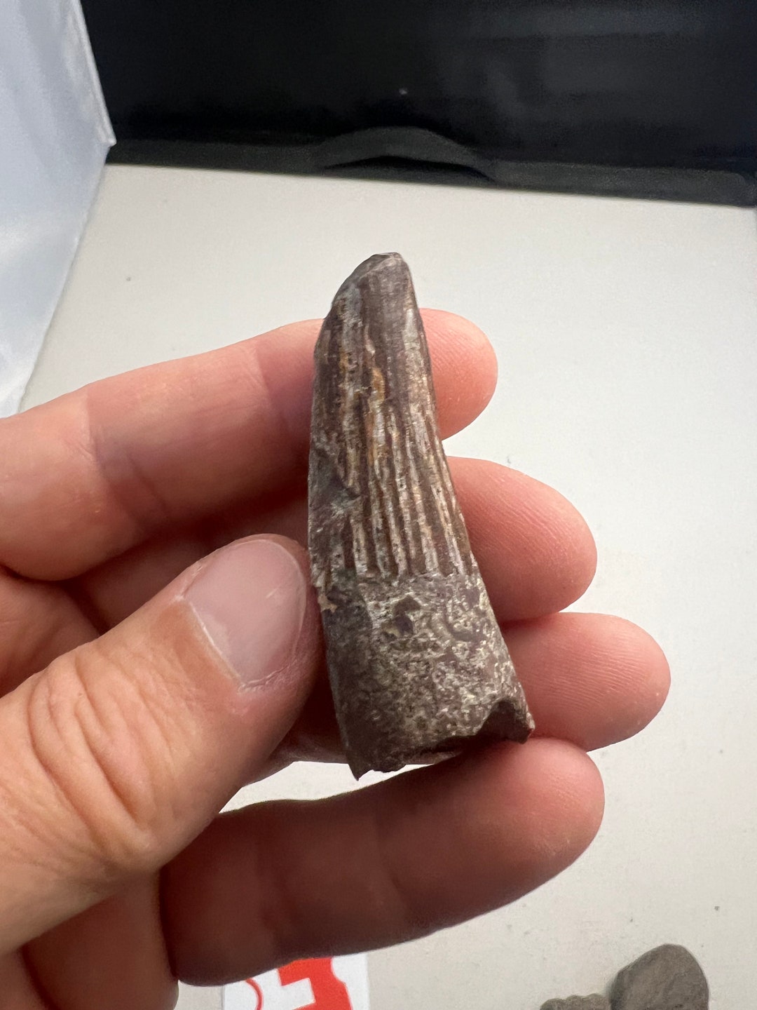 Spinosaurid Suchomimus Tooth Fossil - Etsy